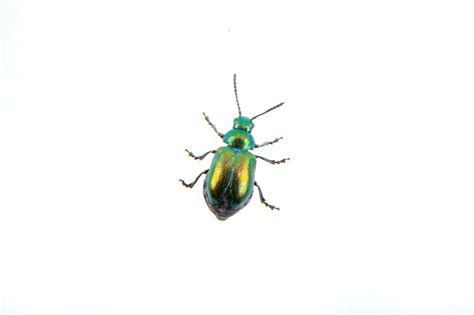 Premium Photo Green Beelte On A White Background