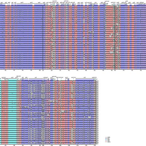 Visualization Of Genome Alignment Of The Complete Chloroplast Genome Of