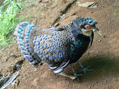 Borneo Peacock Pheasant Rarest Species In Captivity
