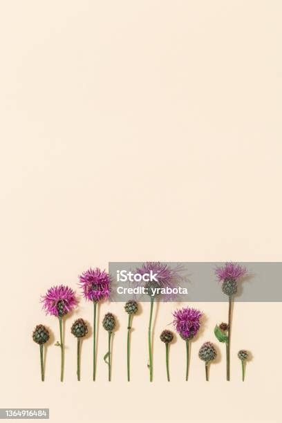 숲 잔디와 꽃 가시 엉 겅 퀴 또는 우엉 으로 세련된 식물 배경 파스텔 컬러 우엉 뿌리채소에 대한 스톡 사진 및 기타 이미지