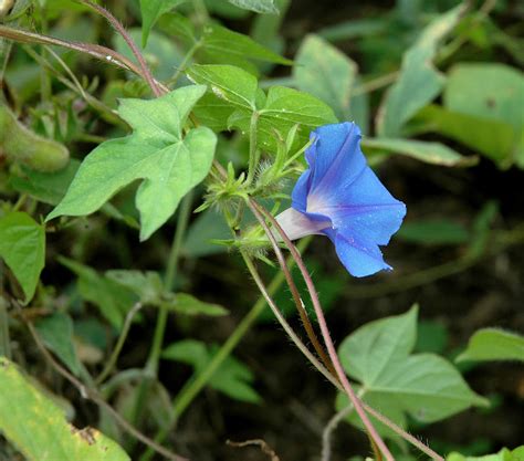 About Ivy Leaved Morning Glory Maryland Biodiversity Project