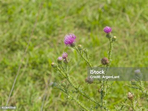 피 엉 겅 퀴 Carduus 꽃 새싹 및에 Riping 씨 줄기 Bokeh 배경 선택적 초점 얕은 Dof 매크로 0명에 대한 스톡 사진 및 기타 이미지 Istock