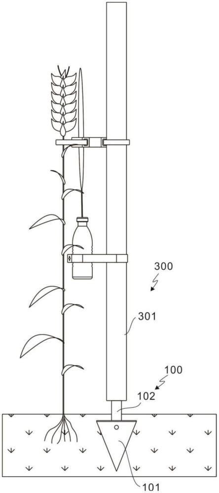 一种安插机构及用于小麦远缘杂交的固定装置