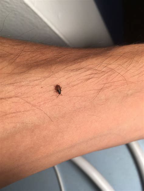 Nymph Of A True Bug Pest Control Canada