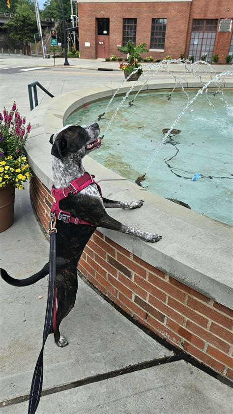 Zoey Loves The Durham Bulls Fountain Rtriangle