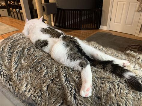 Kitten Sploot Rsploot