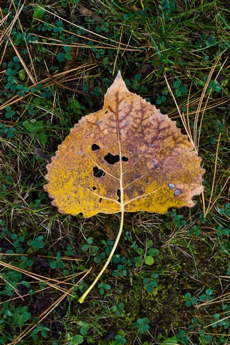 Macro Photography Angles 5 Tips For Stunning And Original Macro Photos