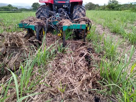 Application Of Agroecological Practices In Sugarcane Cultivation