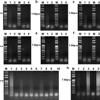 Schematic Diagram Of Gender Distinction Of Ginkgo Biloba By LAMP Analysis Download Scientific