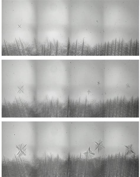 Nucleation And Growth Of Equiaxed Dendrites Ahead Of The Columnar Download Scientific Diagram