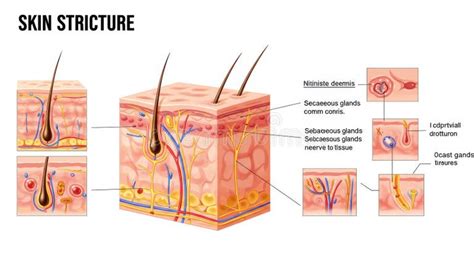 Human Skin Anatomy Diagram Showing Layers And Structures Stock