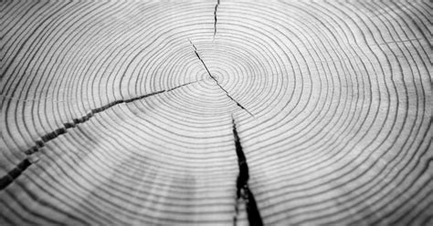 ToF Fotobehang Bomen Boomstam Met Jaarringen ToF Behang Aan Je Muur