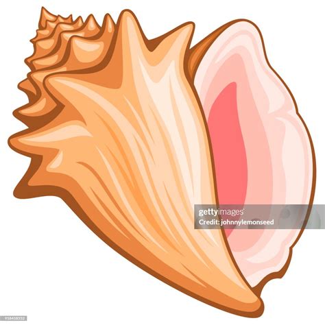 Conch High Res Vector Graphic Getty Images