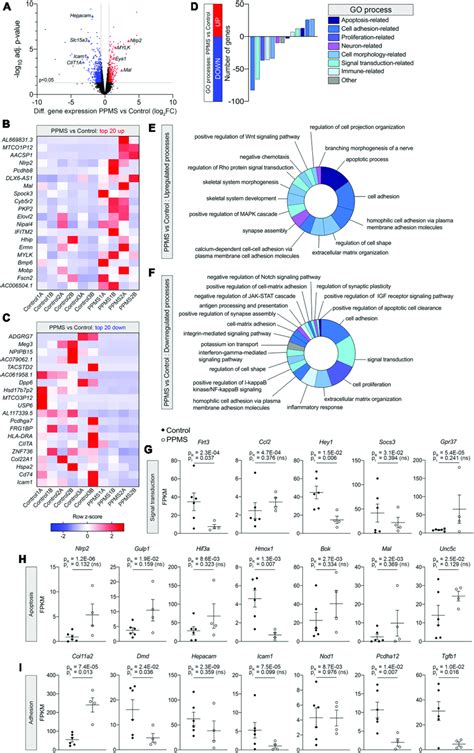 Differential Gene Expression Analysis Of O4 Cells Differentiated From