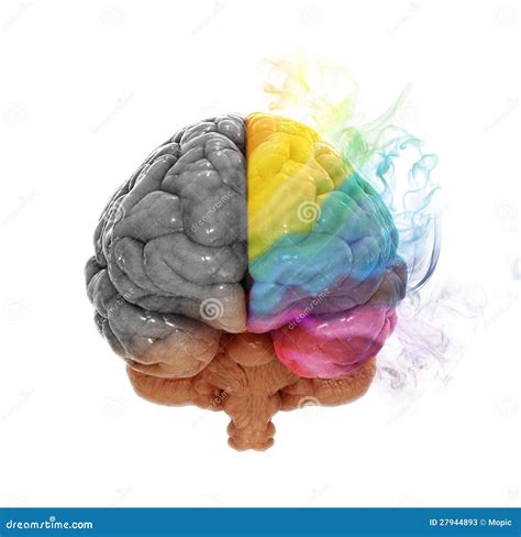 Cerebral Hemisphere Function