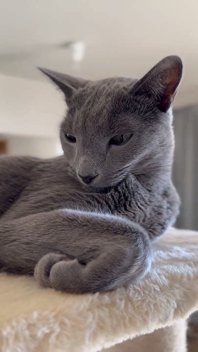 ウィルの毎日 499 キャットタワーの上で寝る。 ロシアンブルー Russianblue Cat 猫 ねこ Youtube