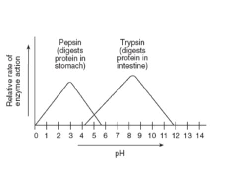 Enzyme Chart A Visual Reference Of Charts Chart Master