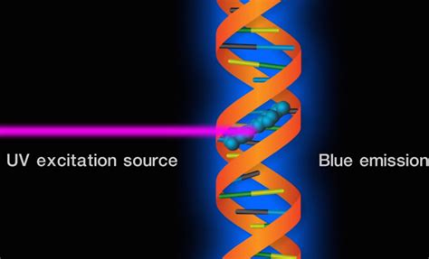 Pureblu Dapi Nuclear Staining Dye For Fixed Cells A Fast Approach To Staining Nuclei Feature