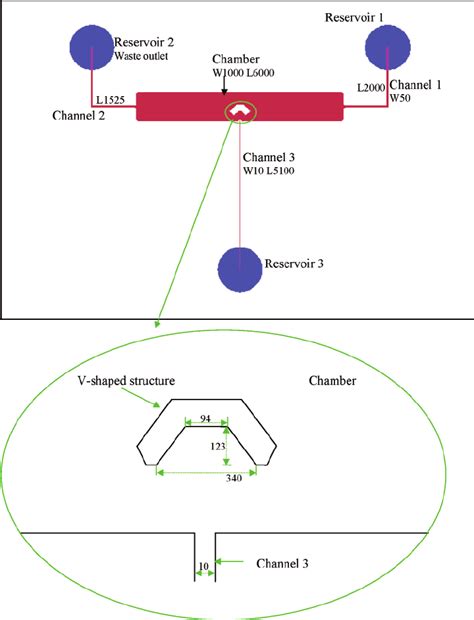Design Layout Of The Microfluidic Chip W Width L Length In μ M
