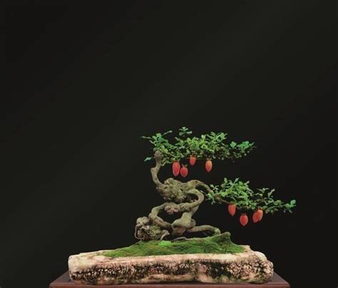 教你几招金弹子盆景的制作，还有养护技巧，保证果实爆满盆！ 搜狐大视野 搜狐新闻