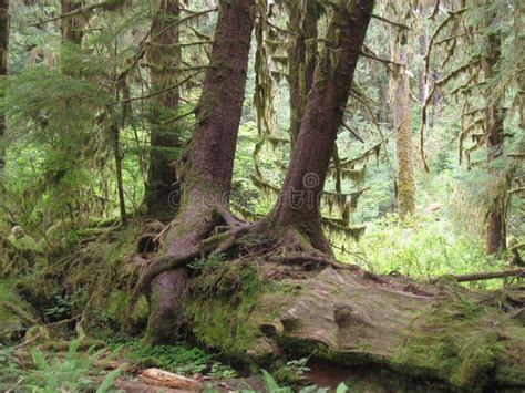 Cute Tree Couple Roots Growing Over Each Other Stock Image Image Of Environment Serene