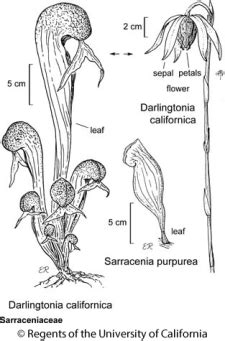 PCA Applied Multivariate Statistics In R