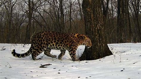 «В России выросла численность дальневосточных леопардов в блоге