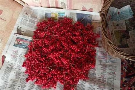 Ягоды лимонника китайского | Festima.Ru - Мониторинг объявлений