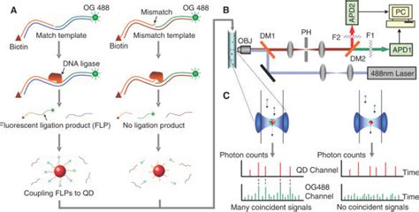 Schematic Concept For Homogeneous Point Mutation Detection Using