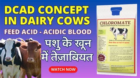 Dcad Concept In Dairy Cows How To Balance Dcad In Cows Negative And Positive Dcad Chloromate