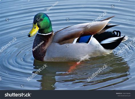 Mallard Duck Male