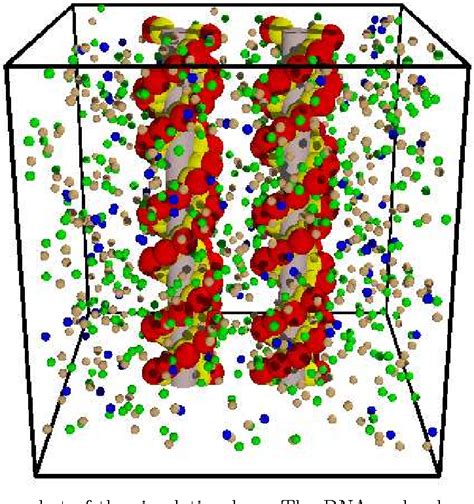 Figure 1 From Attraction Between Dna Molecules Mediated By Multivalent Ions Semantic Scholar