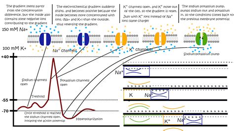 Action Potential And Propagation Rcoolguides