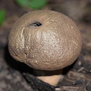 タヌキノチャブクロ Lycoperdon pyriforme ハラタケ科 Agaricacea ホコリタケ属 三河の植物観察野草