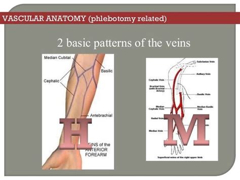 20 Phlebotomy Ideas Phlebotomy Phlebotomy Study Medical School Studying