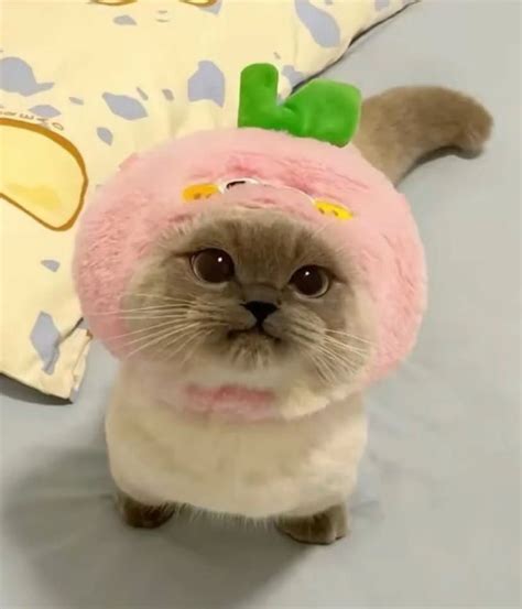 Chatôns Mignons Chatons Mignons Chaton Mignon