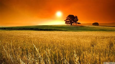 Corn Field Sunset 4k Wallpaper Download