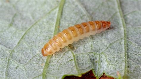 How To Identify Control And Prevent Raspberry Fruitworm