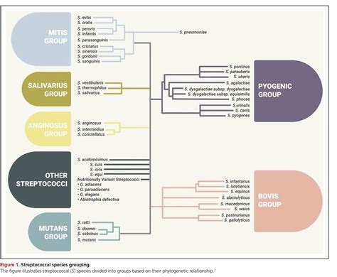 All About Streptococcal Ie After Todays Updates In Eccmid2023 About