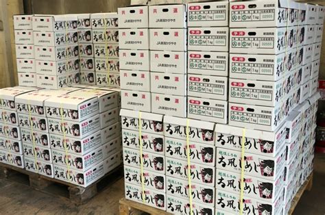ひらたけ大凧しめじの目合わせ会を開催 JA新潟かがやき