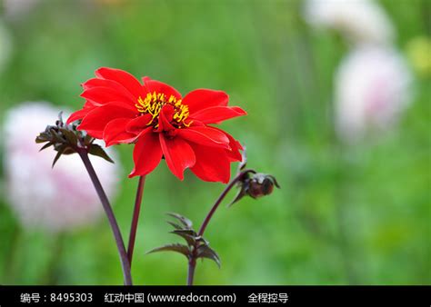 鲜红的大丽花高清图片下载 红动中国