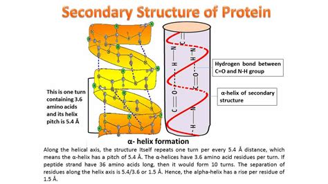 Proteins Structure