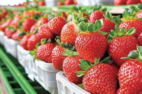 흰색 플라스틱 상자에 딸기 사진 무료 다운로드 Lovepik