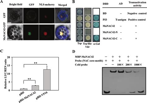 Subcellular Localization Dna Binding Capacity And Transactivation