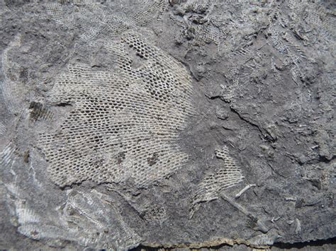 Fossils In Limestone Def At Mary Huntsberry Blog