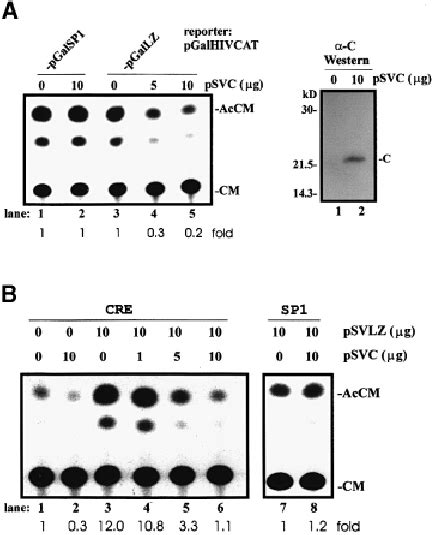 Hcv Core Protein Inhibits Lzip Dependent Transcription A Effects Download Scientific