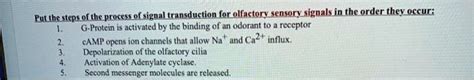 Solved Put The Steps Of The Process Of Signal Transduction For Olfactory Sensory Signals In The