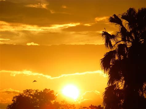 무료 이미지 자연 잔광 일몰 해돋이 태양 구름 나무 주황색 수평선 저녁 노랑 햇빛 낮 야자수 백라이팅 황혼 아침에 붉은 하늘 분위기 종범
