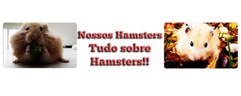Nossos Hamsters Como Diferenciar Um Hamster Macho De Uma F Mea