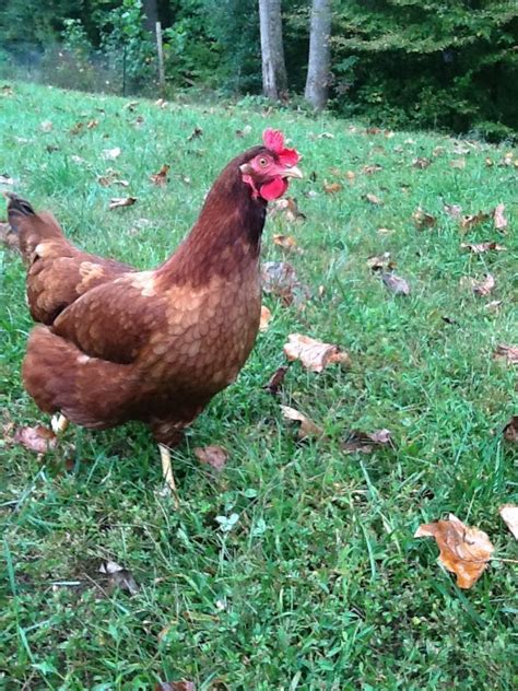 Top 9 Breeds For Backyard Flocks Backyard Chickens Learn How To